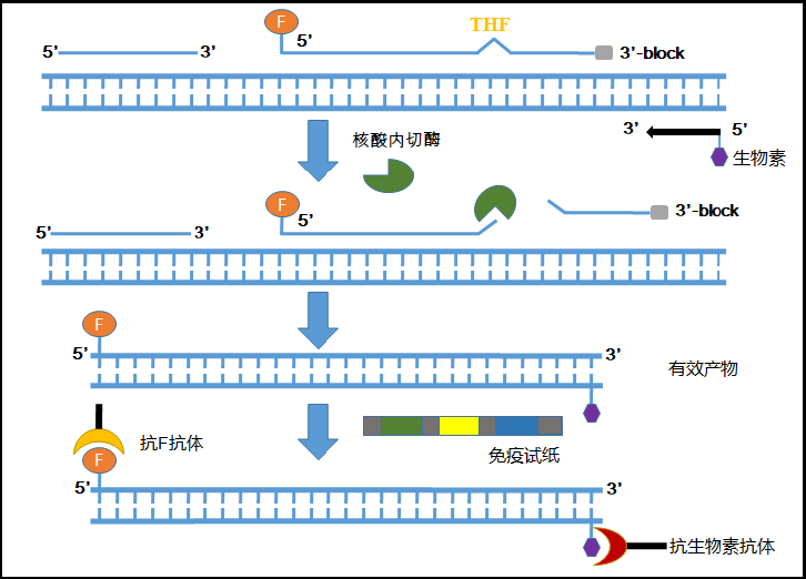 RPA/RAA和RT-RAA扩增试剂盒