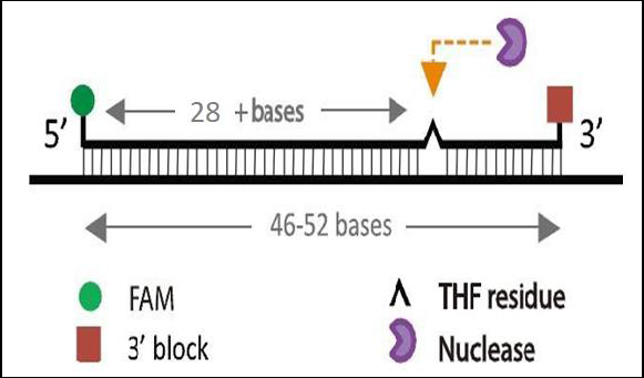 RPA/RAA和RT-RAA扩增试剂盒